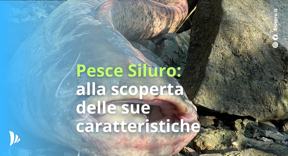 Pesce Siluro | Fish Pro | La tua passione oltre