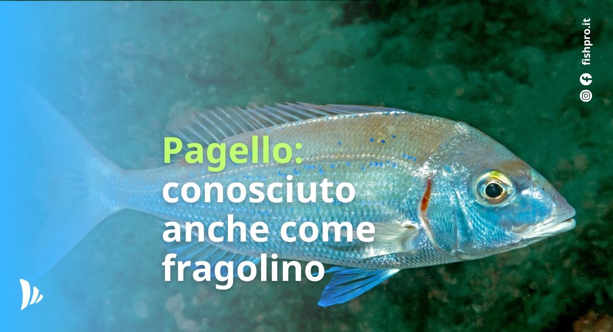 Pesce Pagello | Fish Pro | La tua passione oltre