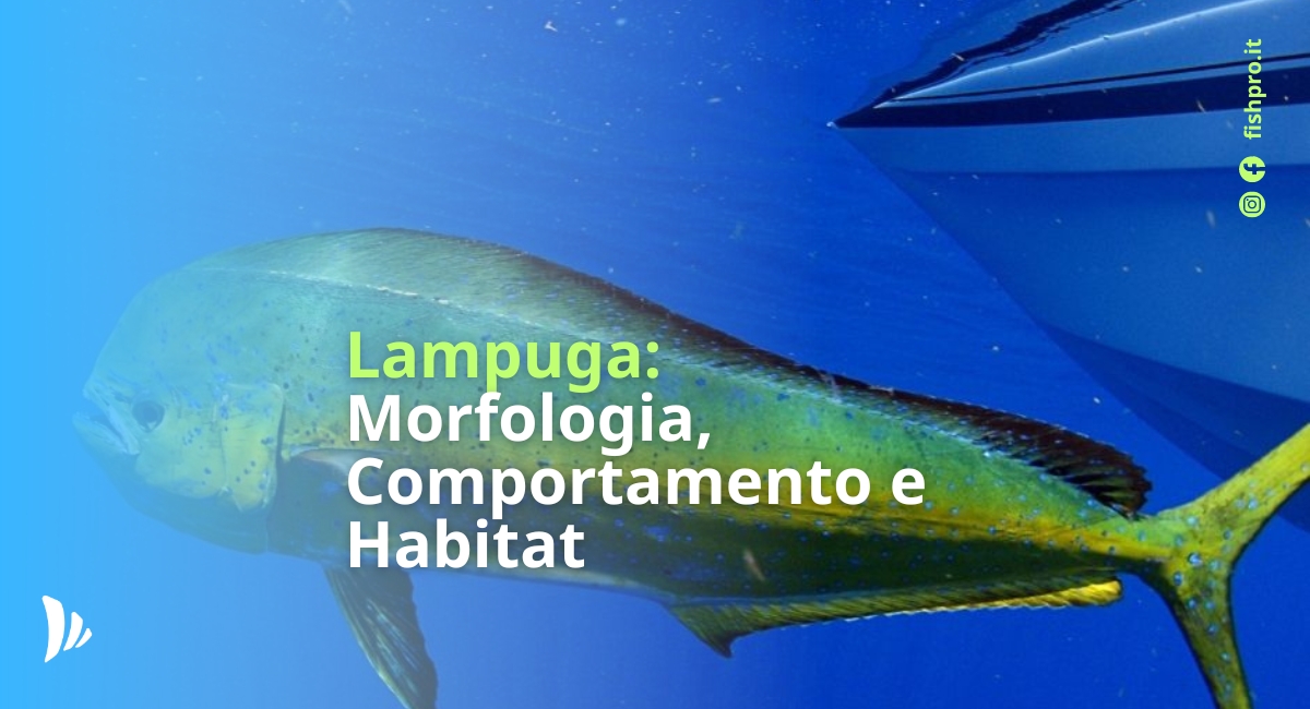 Lampuga | Fish Pro | La tua passione oltre