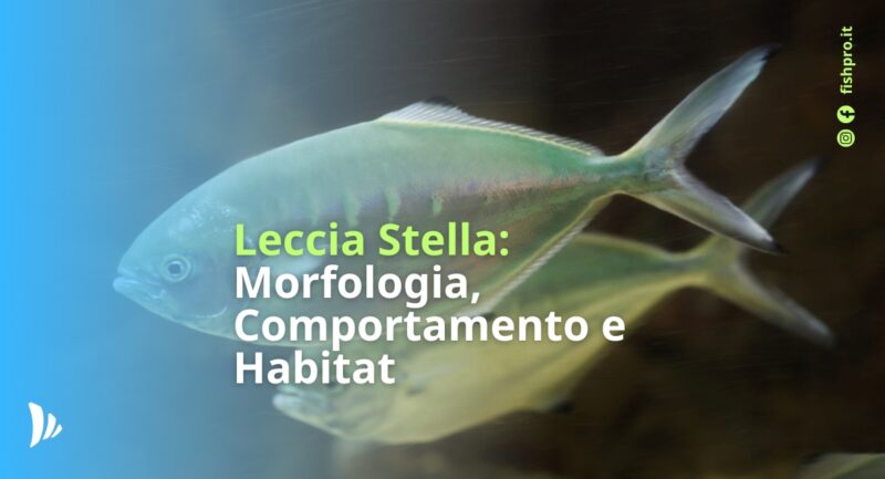 Leccia Stella | Fish Pro | La tua passione oltre