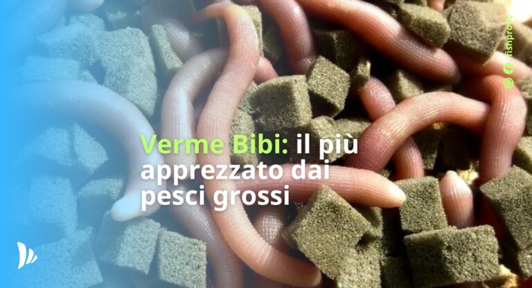 Verme Bibi | Fish Pro | La tua passione oltre
