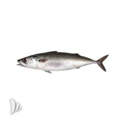 Pesca allo Sgombro 2025: Tecniche, Attrezzature e Trucchi