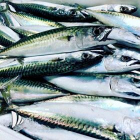 Pesca allo Sgombro 2025: Tecniche, Attrezzature e Trucchi